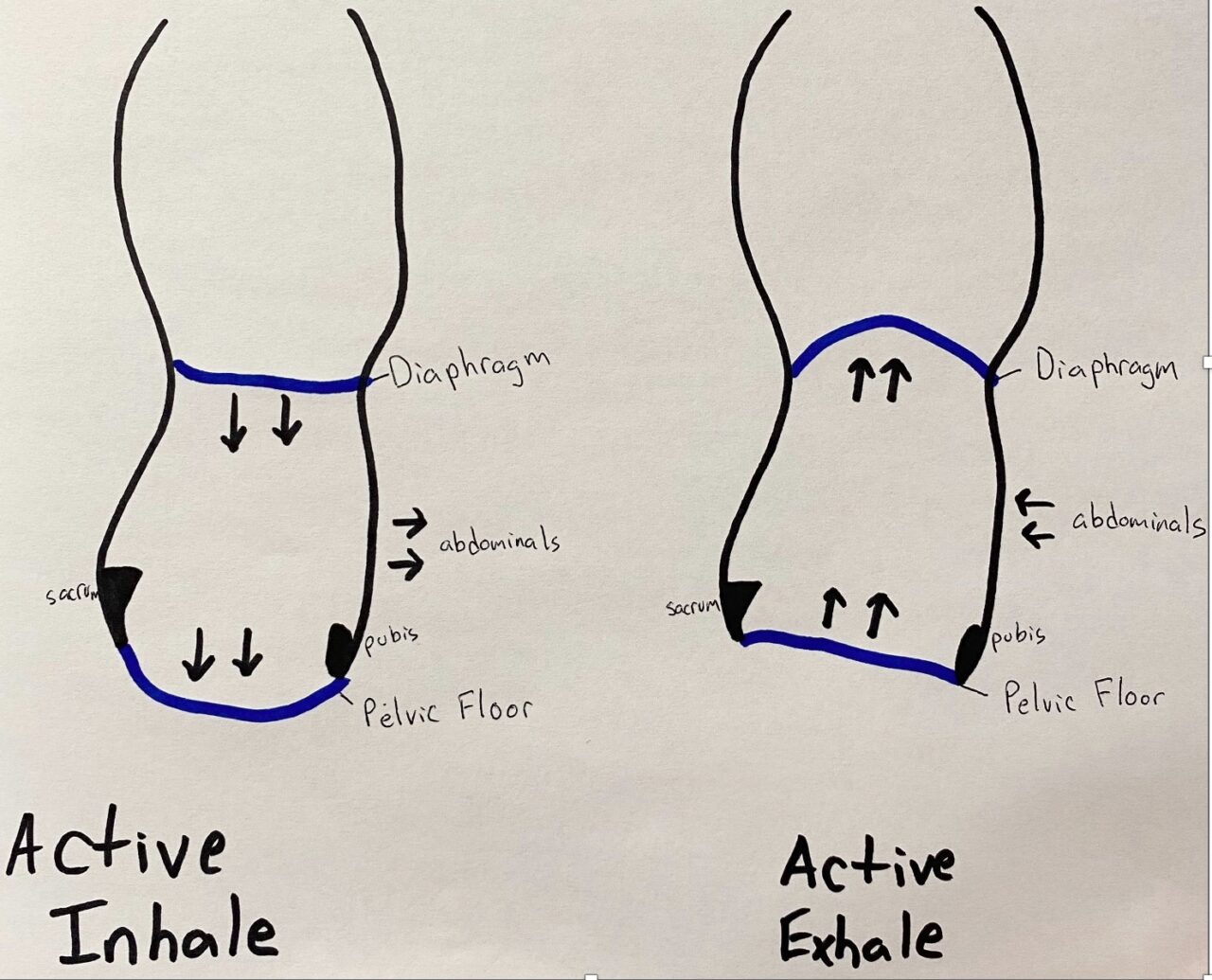 Top-Down Pressure: How Rib and Core Dysfunction Impact the Pelvic Floor ...